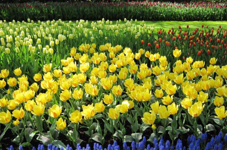 Primavera na Holanda: dicas para curtir a estação mais florida do ano