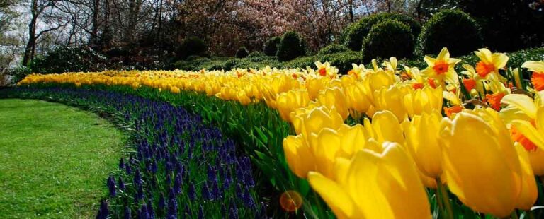 Parque Keukenhof: quando ir, o que fazer e dicas de passeios